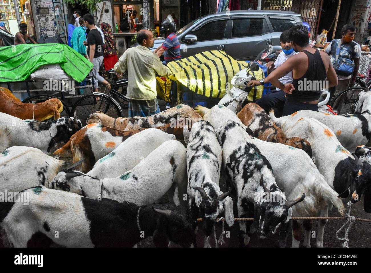 A merchant waits for customers with his lot of goats and lamb for sale ...