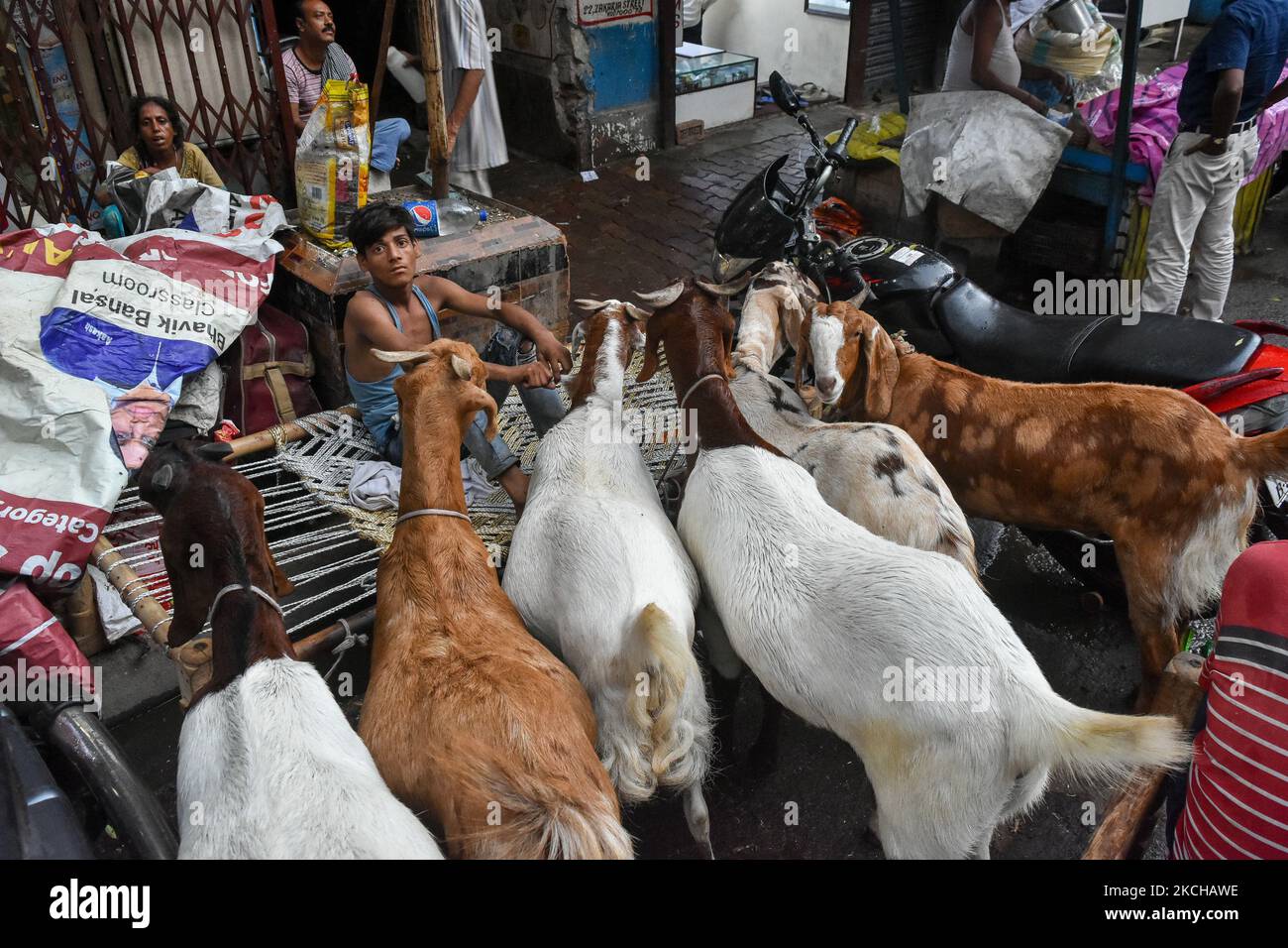 A merchant waits for customers with his lot of goats and lamb for sale ...