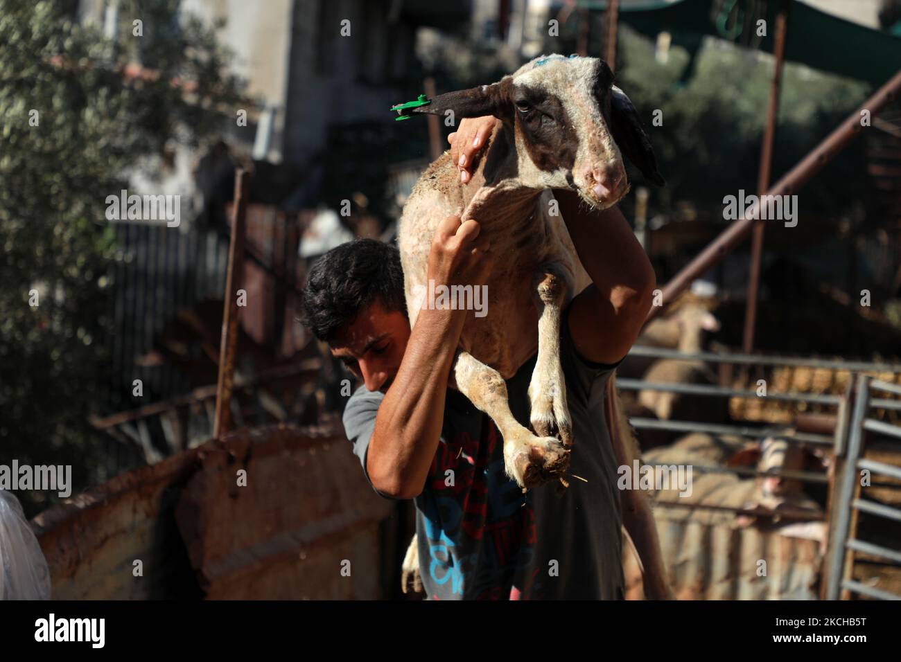 A Palestinian man carries a goat at a livestock market, ahead of Eid al ...