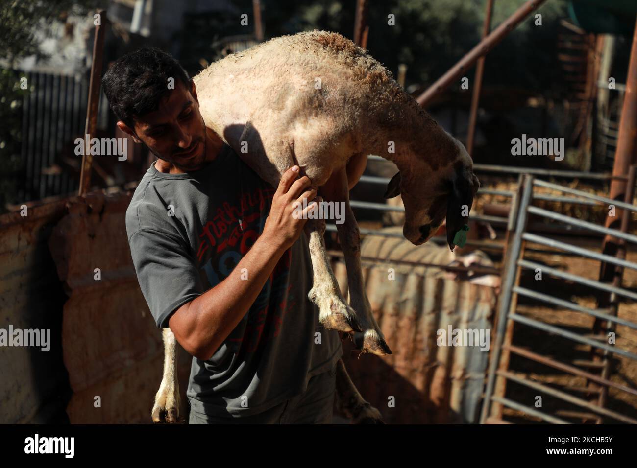 A Palestinian man carries a goat at a livestock market, ahead of Eid al ...