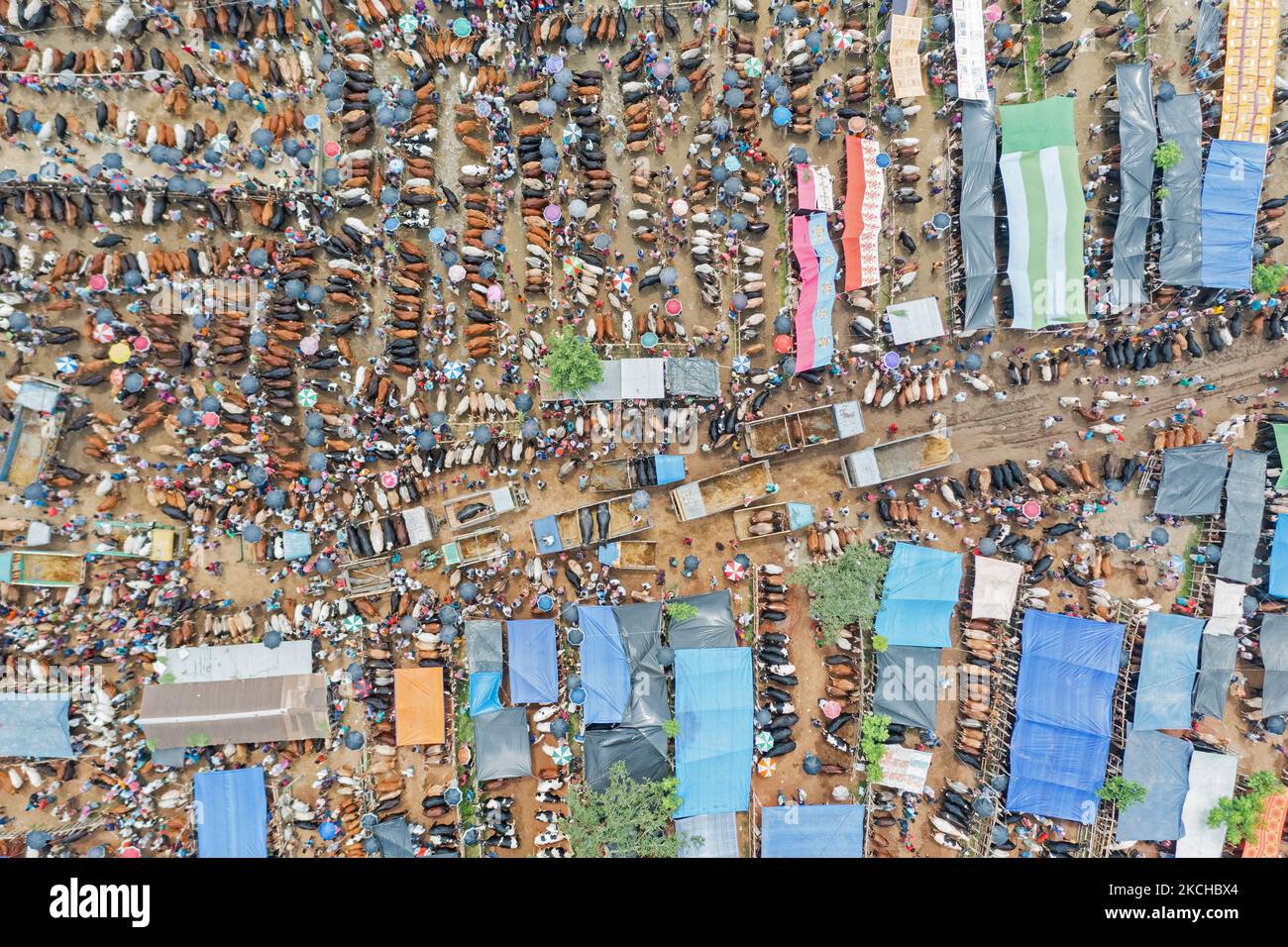 A drone view of the cattle market in Kushtia, Bangladesh, on July 17 ...