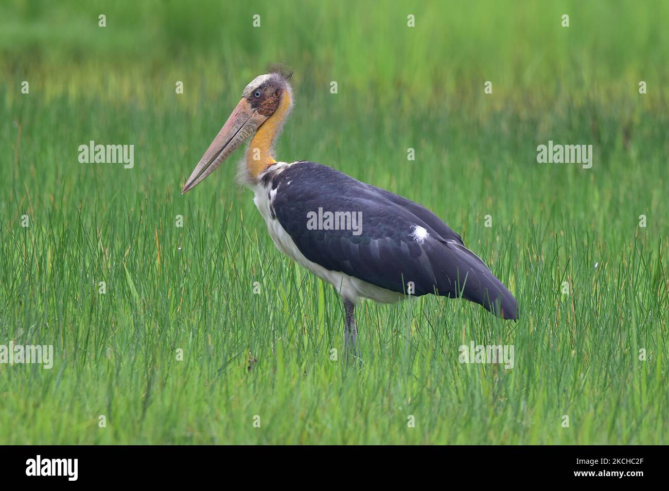 Adjutant stork search food hi-res stock photography and images - Alamy