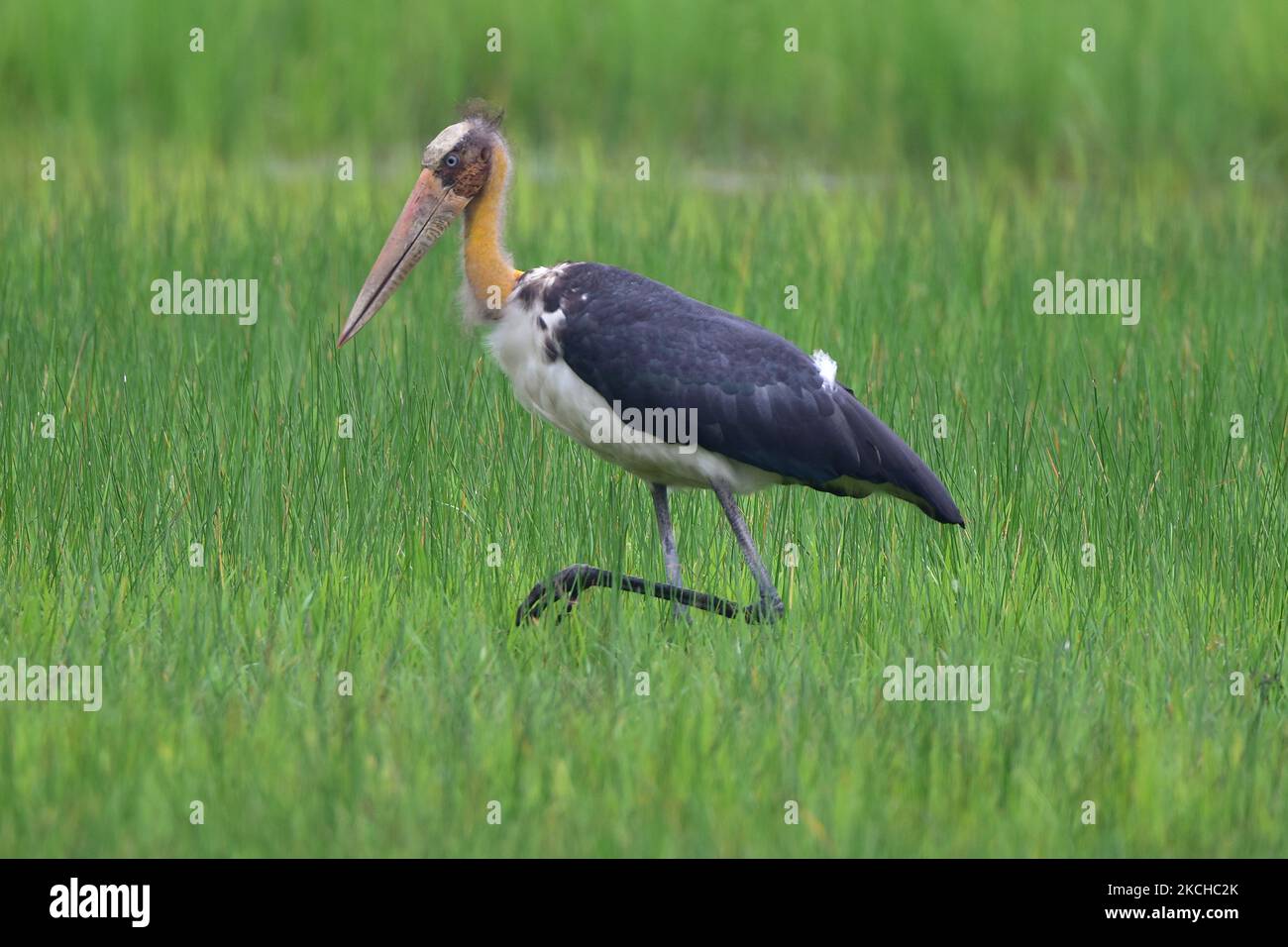 Adjutant stork search food hi-res stock photography and images - Alamy