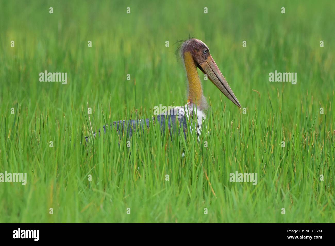 An adjutant stork search food in a paddy field in Nagaon district of ...