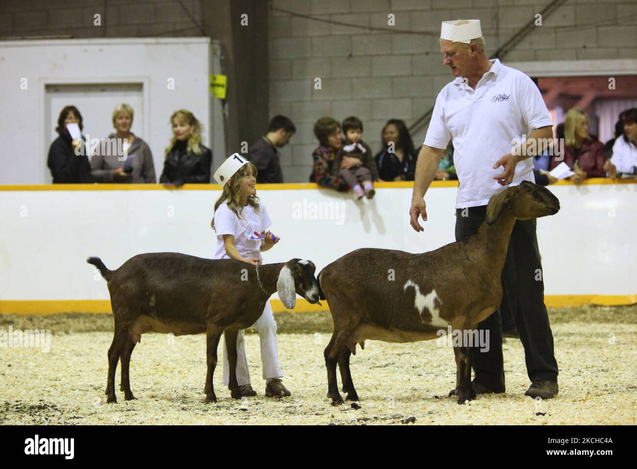 Child showing a goat hi-res stock photography and images - Alamy