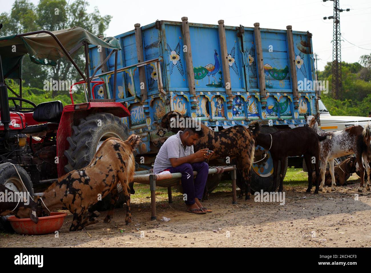 Livestock vendors wait for customers with their goats for sell along a ...