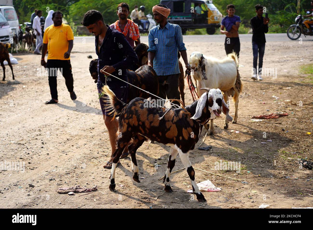 Livestock vendors wait for customers with their goats for sell along a ...
