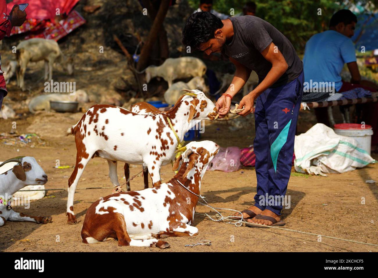 Livestock vendors wait for customers with their goats for sell along a ...