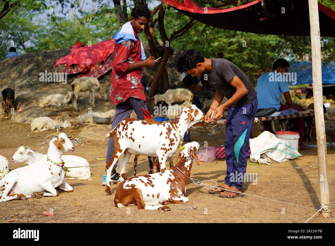 Livestock vendors wait for customers with their goats for sell along a ...