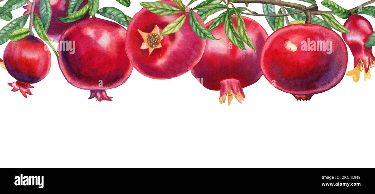 Pomegranate fruit on branches seamless horizontal border. Hand drawn ...
