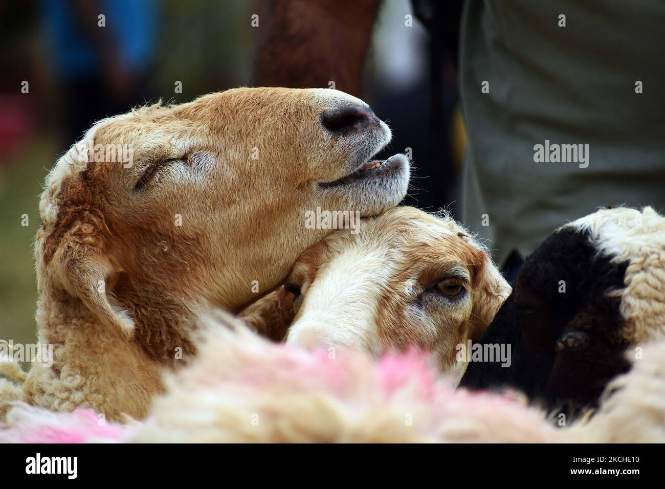 Sacrificial animals are kept for sale at a makeshift market ahead of ...