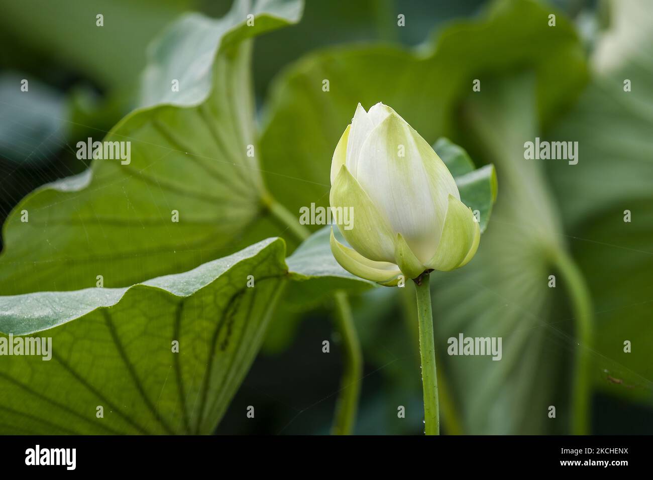 A Morning dew on lotus leaves and flowers at ecological ponds in Sangju ...