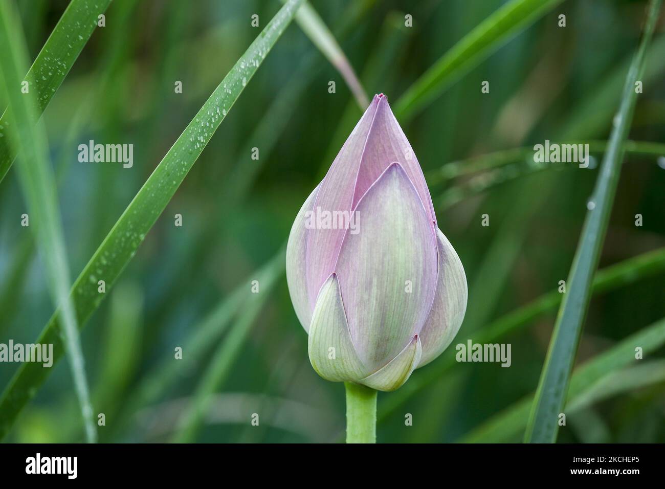 A Morning dew on lotus leaves and flowers at ecological ponds in Sangju ...