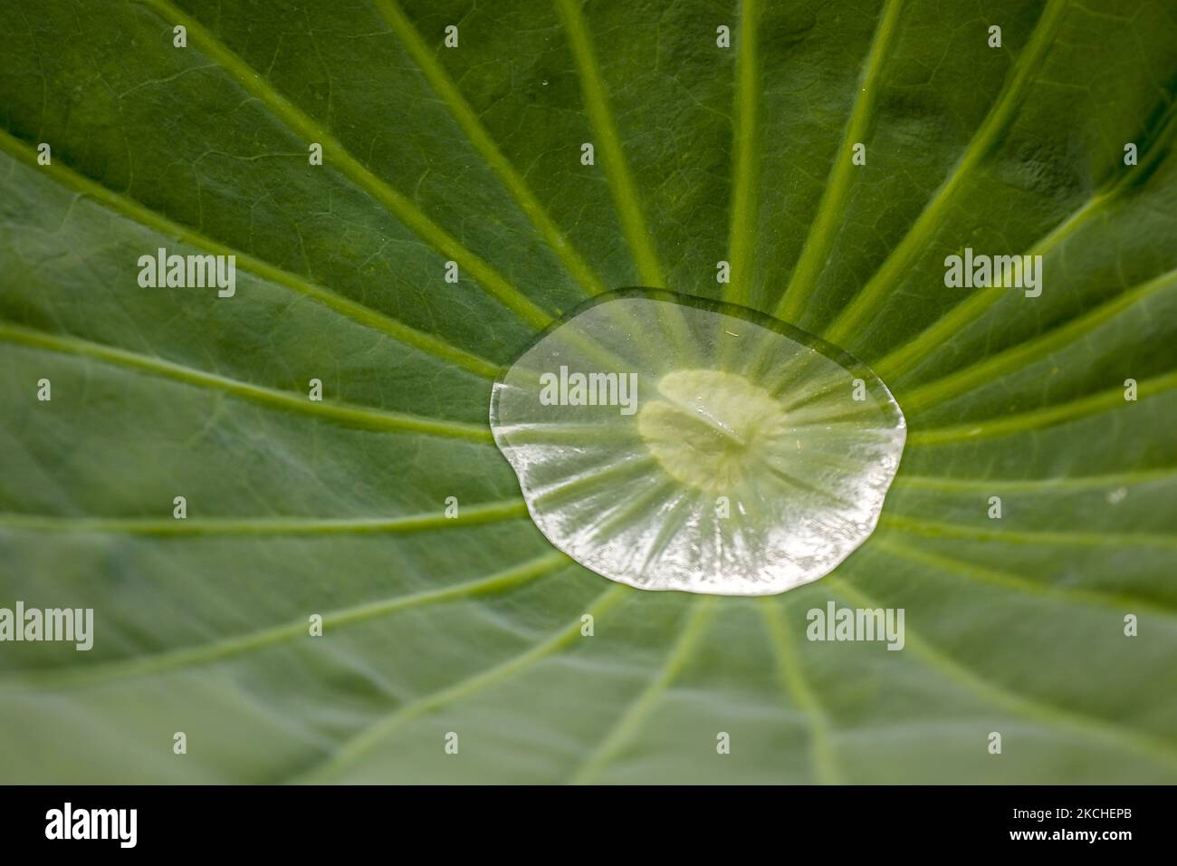 A Morning dew on lotus leaves and flowers at ecological ponds in Sangju ...