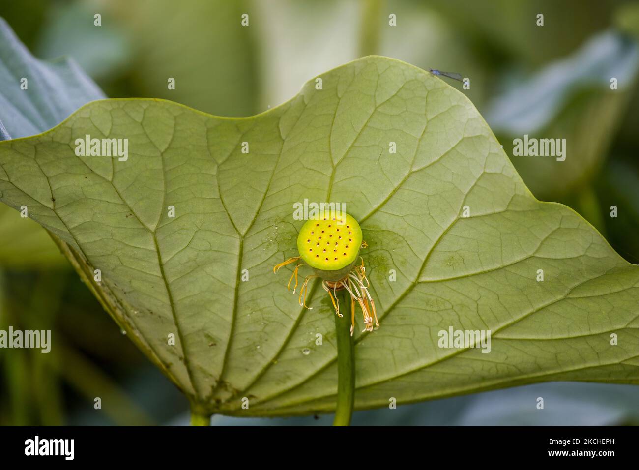 A Morning dew on lotus leaves and flowers at ecological ponds in Sangju ...
