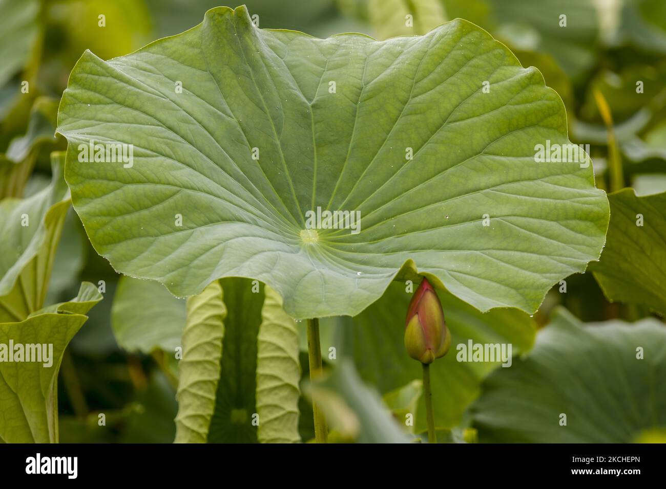 A Morning dew on lotus leaves and flowers at ecological ponds in Sangju ...