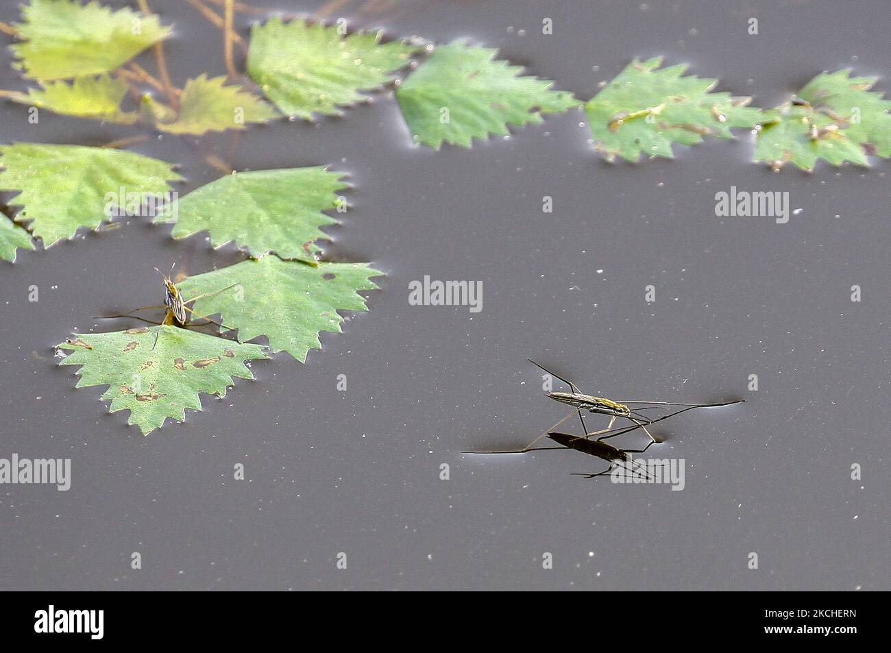 Gerris paludum insularis stay float on the water near wild wetland in ...