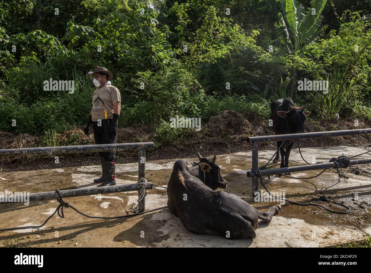 Malaysian Muslims prepare to slaughter a cow for sacrifice during Eid ...