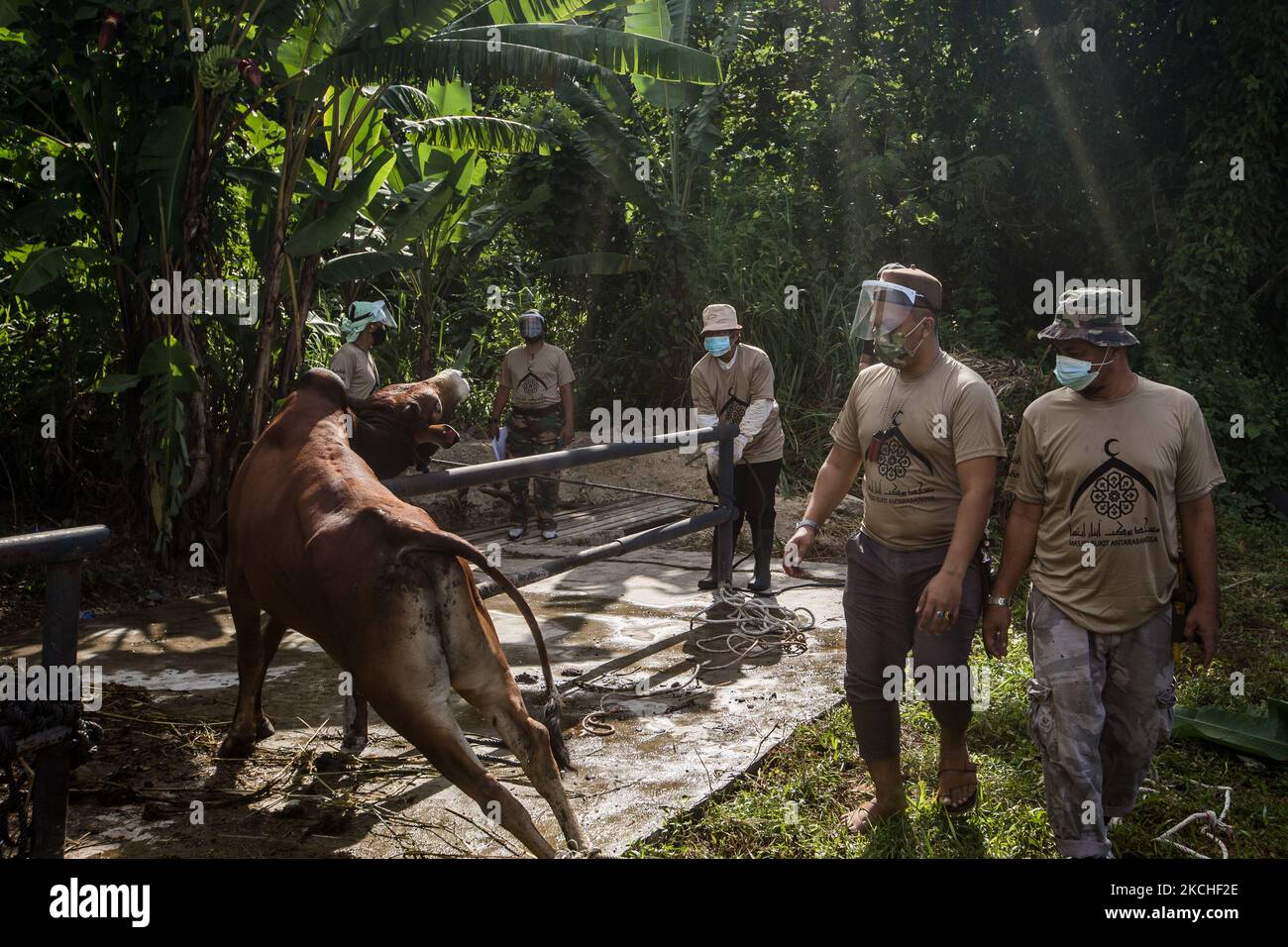 Malaysian Muslims prepare to slaughter a cow for sacrifice during Eid ...