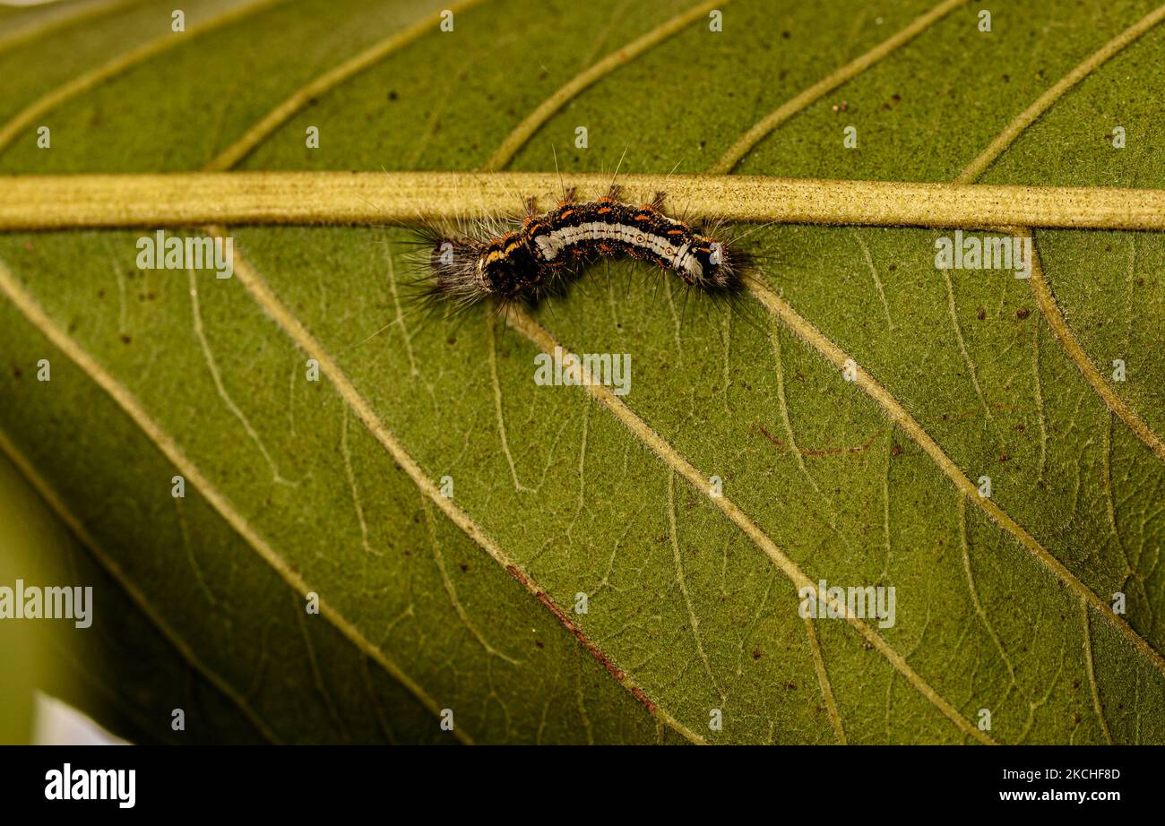 A Tussock moth (Lymantriinae : Erebidae) caterpillar is under the guava ...