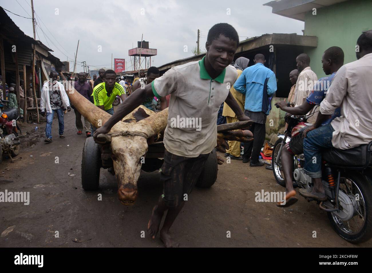 Cart pushers pushing a cow to the slaughter ground at the at the kara ...