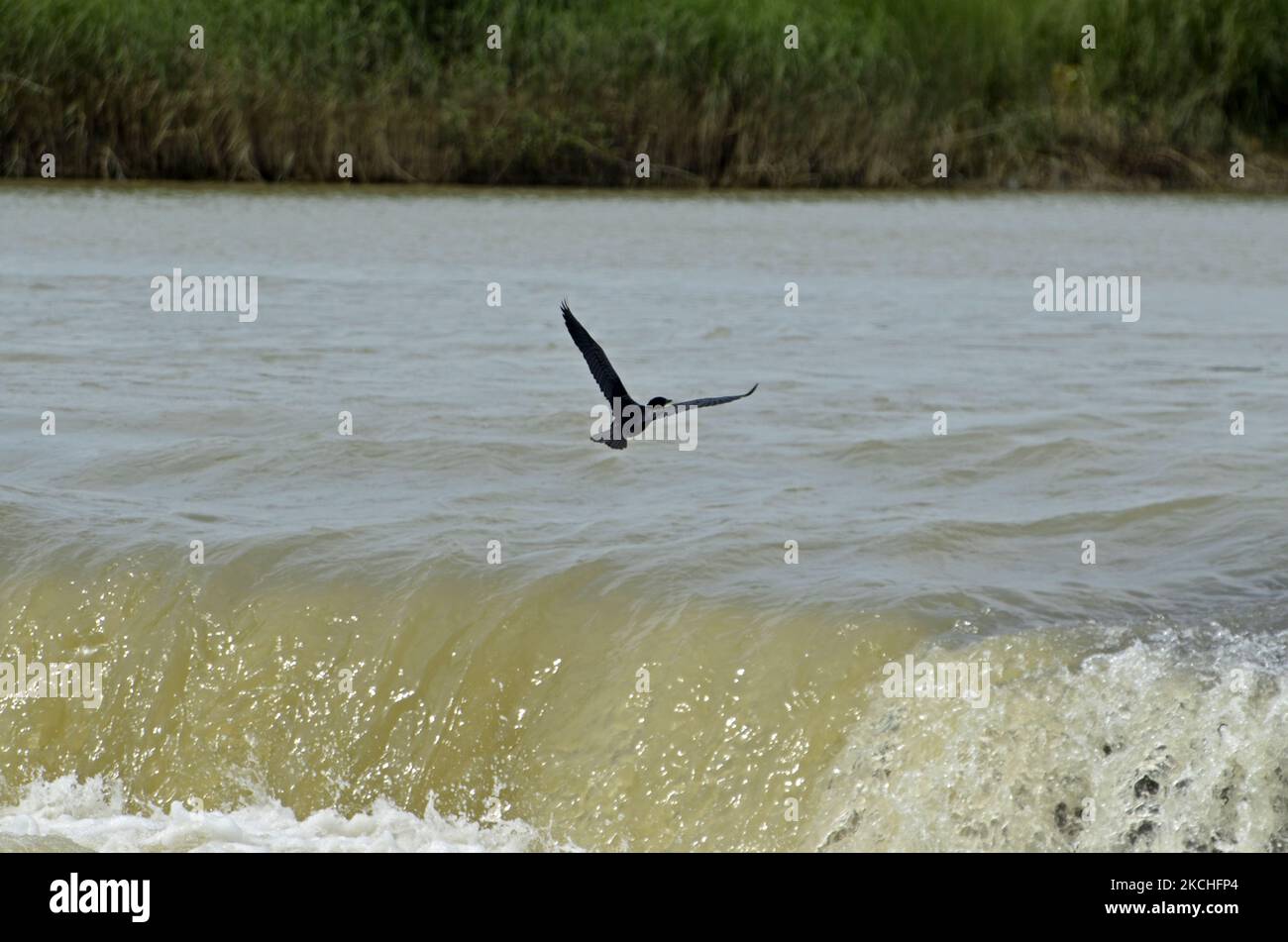 A bird flies over the river Ajay in Bolpur, West Bengal, India, 17 July ...