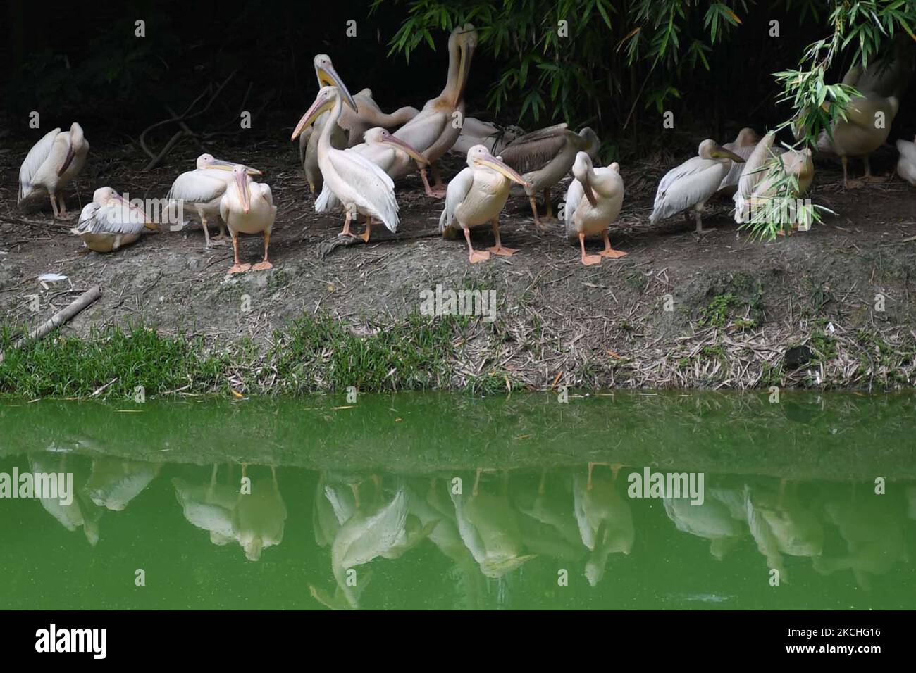 Pelican seen near a pond at Assam State Zoo, in Guwahati ,india on July ...