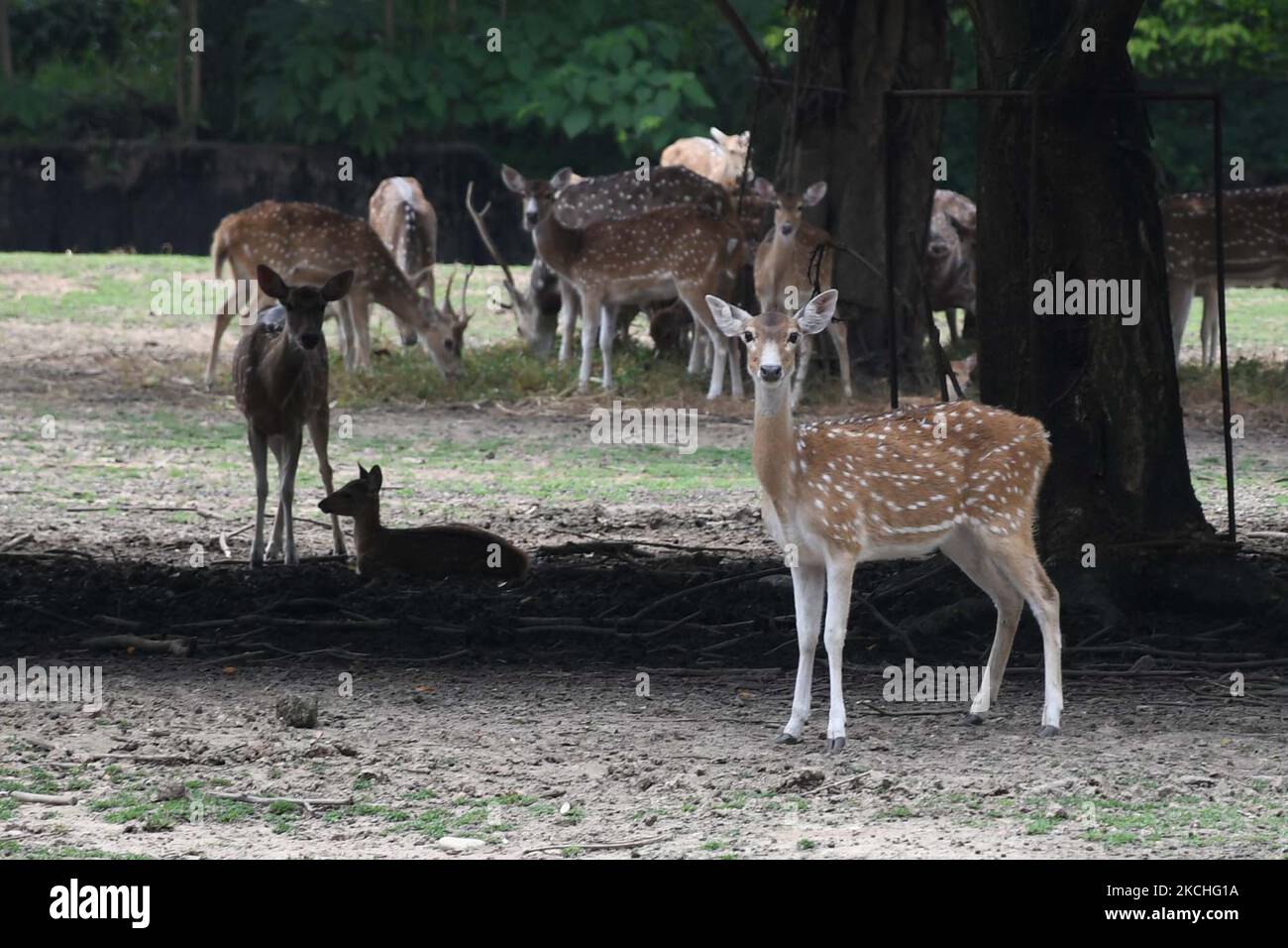 Spotted deer inside a zoo enclosure in Assam State Zoo in Guwahati on ...