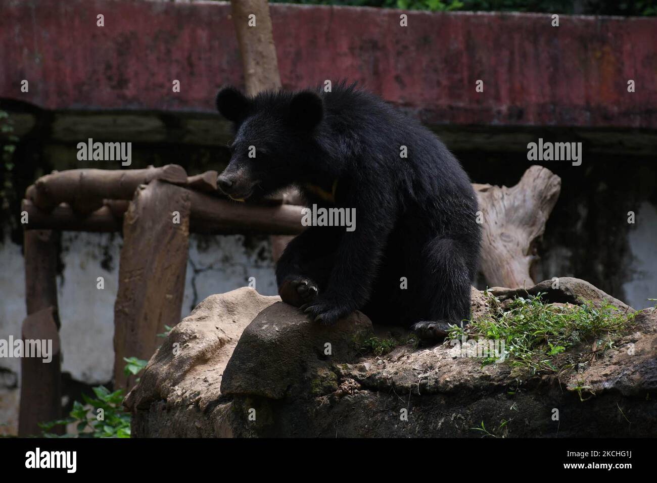 Himalayan black bears sit in an enclosure at Assam State Zoo in ...
