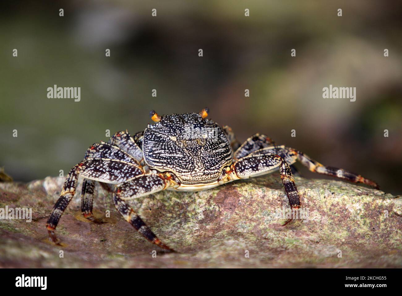 Large crab scuttling along the rocks by the ocean in Guardalavaca, Cuba ...