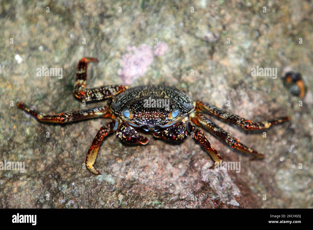 Crab scuttling along the rocks by the ocean in Guardalavaca, Cuba ...