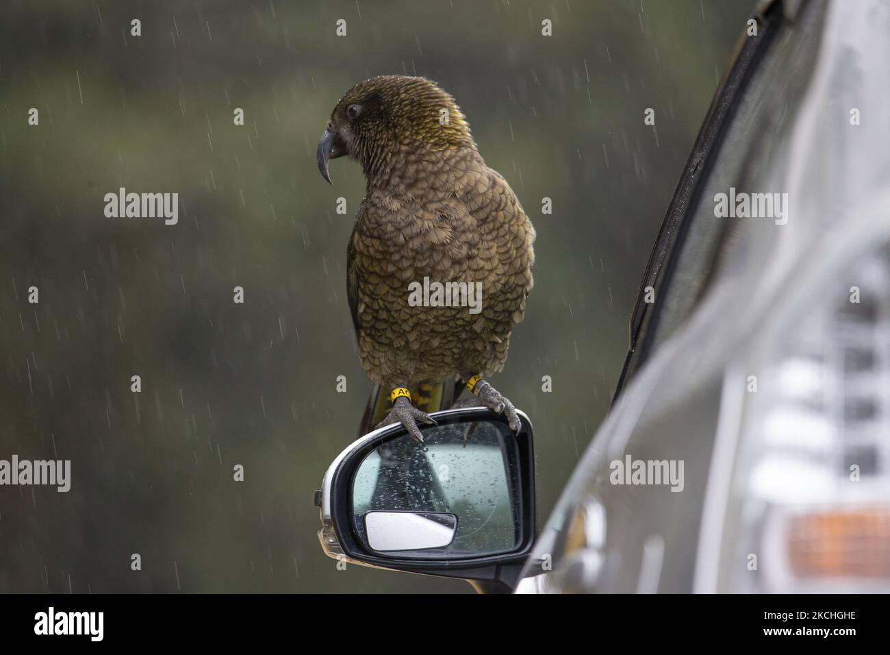 A keaÂ (Nestor notabilis)Â with identification rings attached to the ...