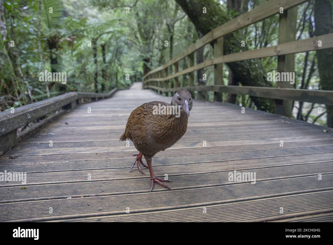 A weka (gallirallus australis) searches for food in Milford Sound in ...