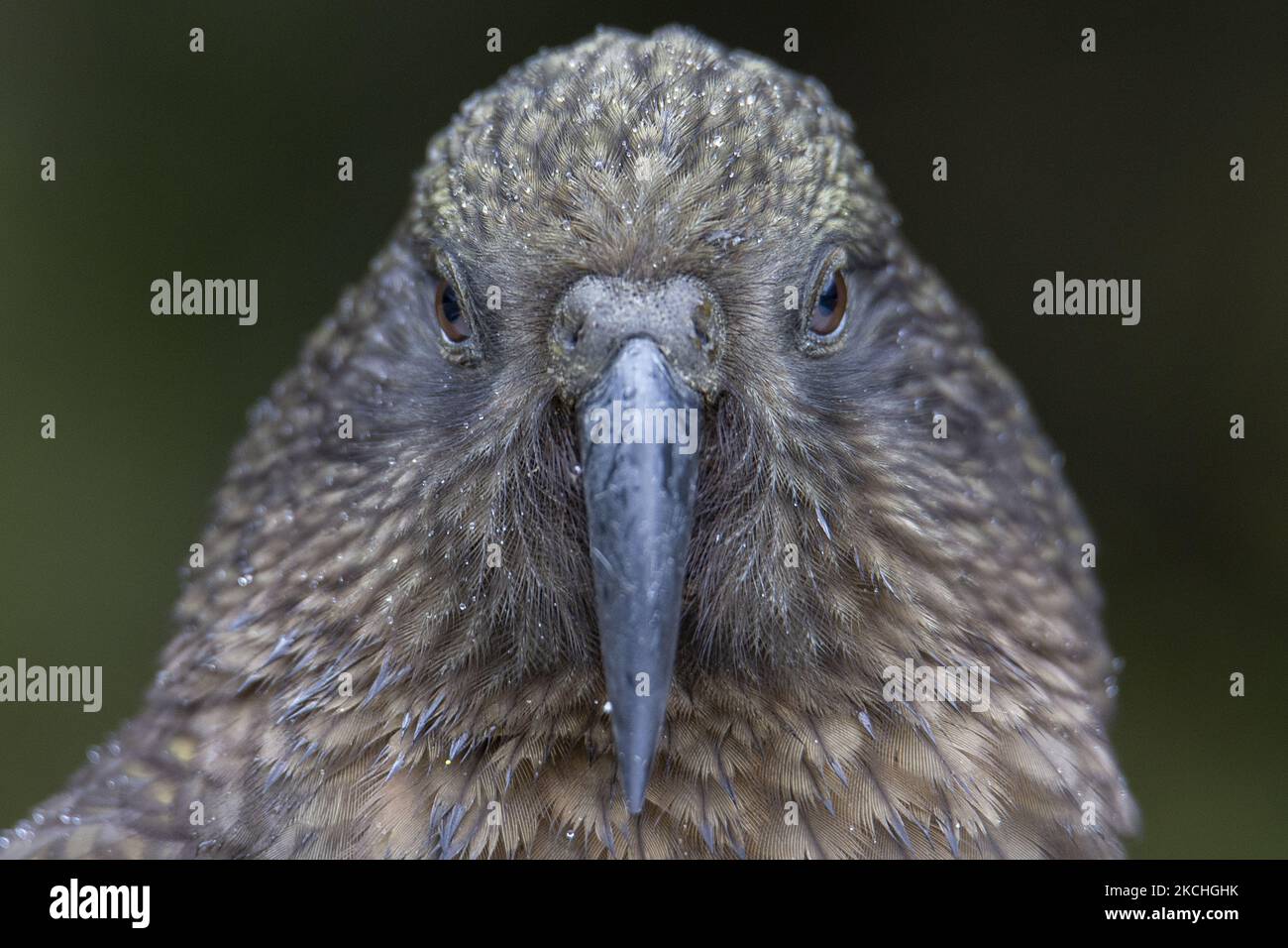 True alpine parrot hi-res stock photography and images - Alamy