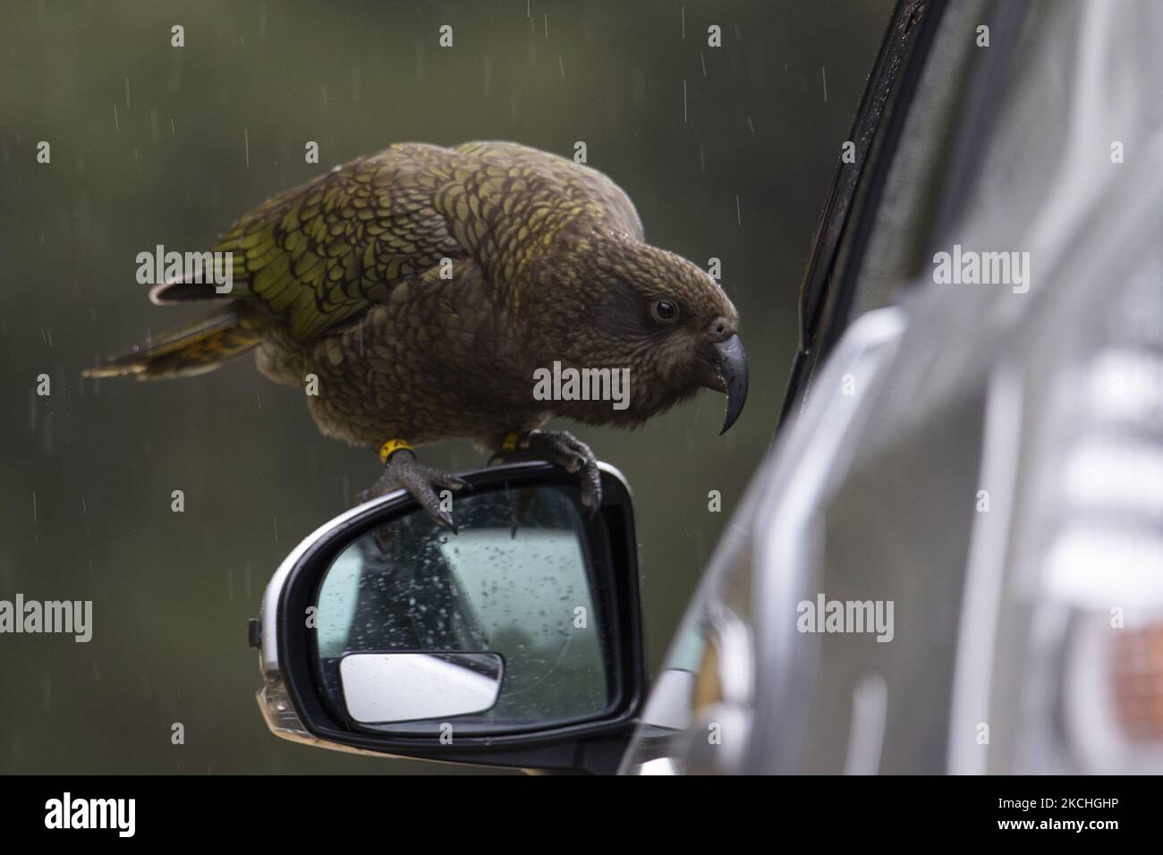 Truea alpine parrot hi-res stock photography and images - Alamy