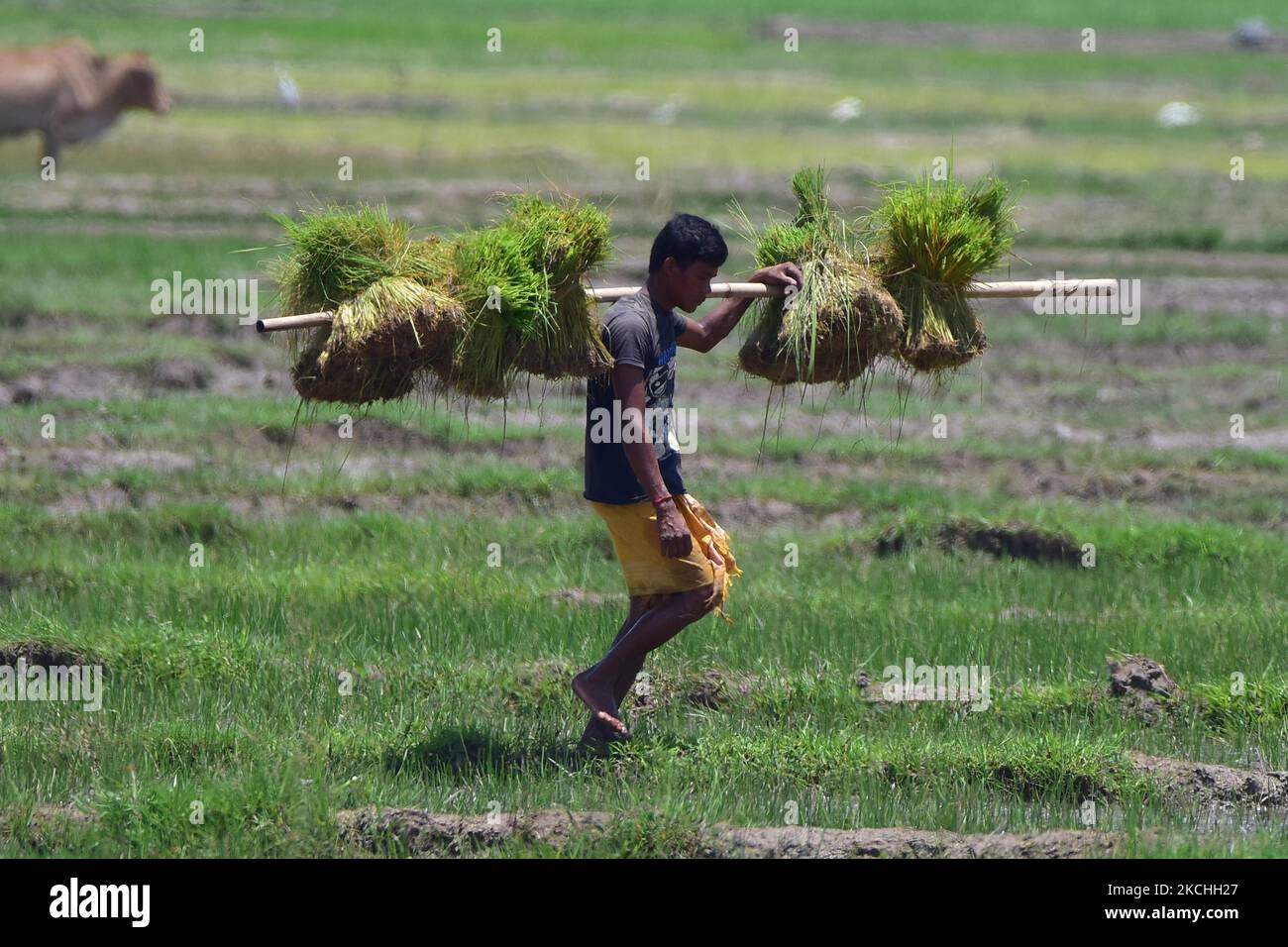 Farmer carry saplings hi-res stock photography and images - Alamy