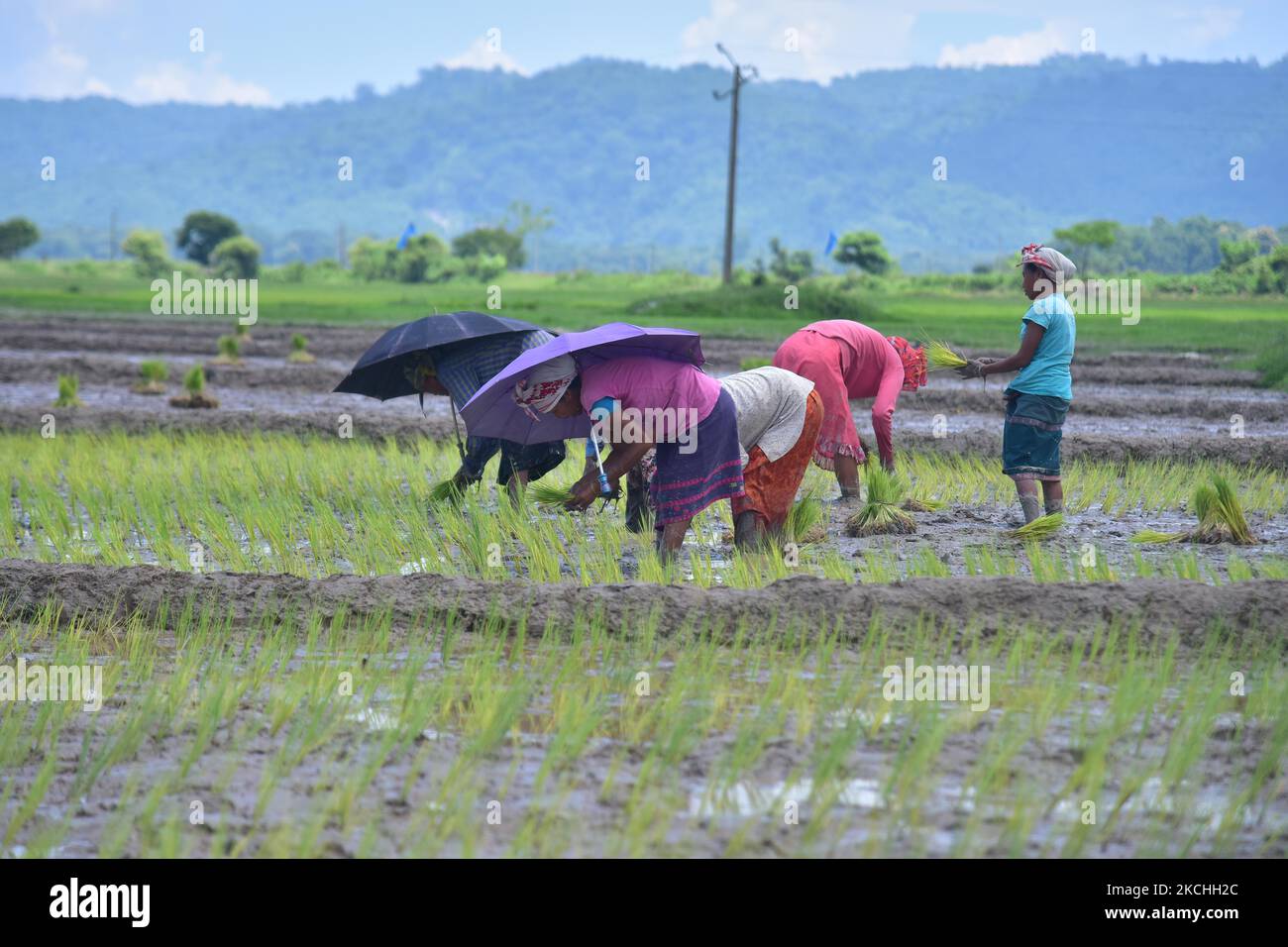 Women plant rice saplings at a paddy field in Nagaon district of Assam ...