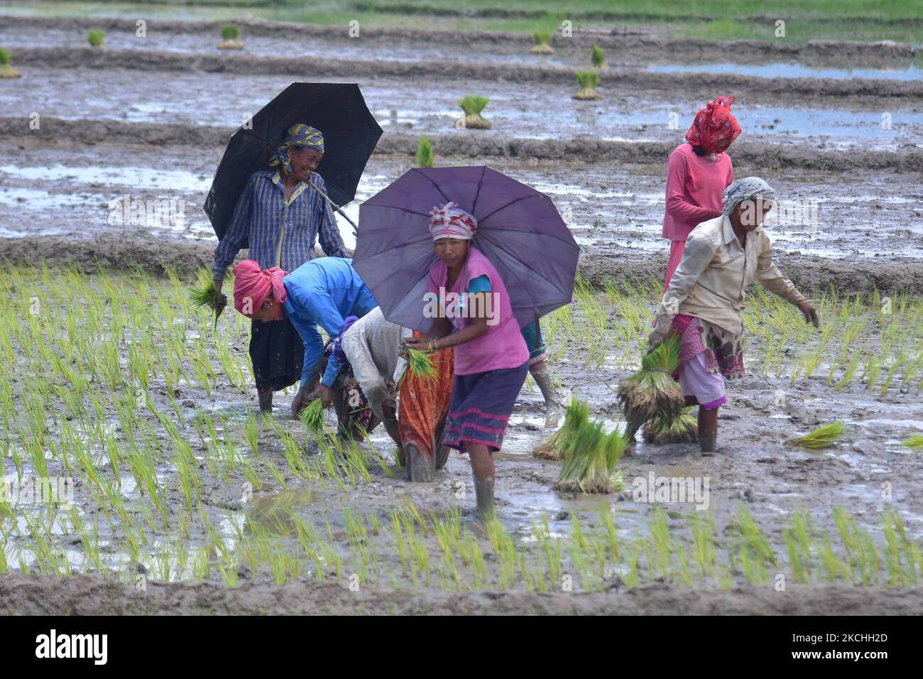 India assam field rice hi-res stock photography and images - Alamy
