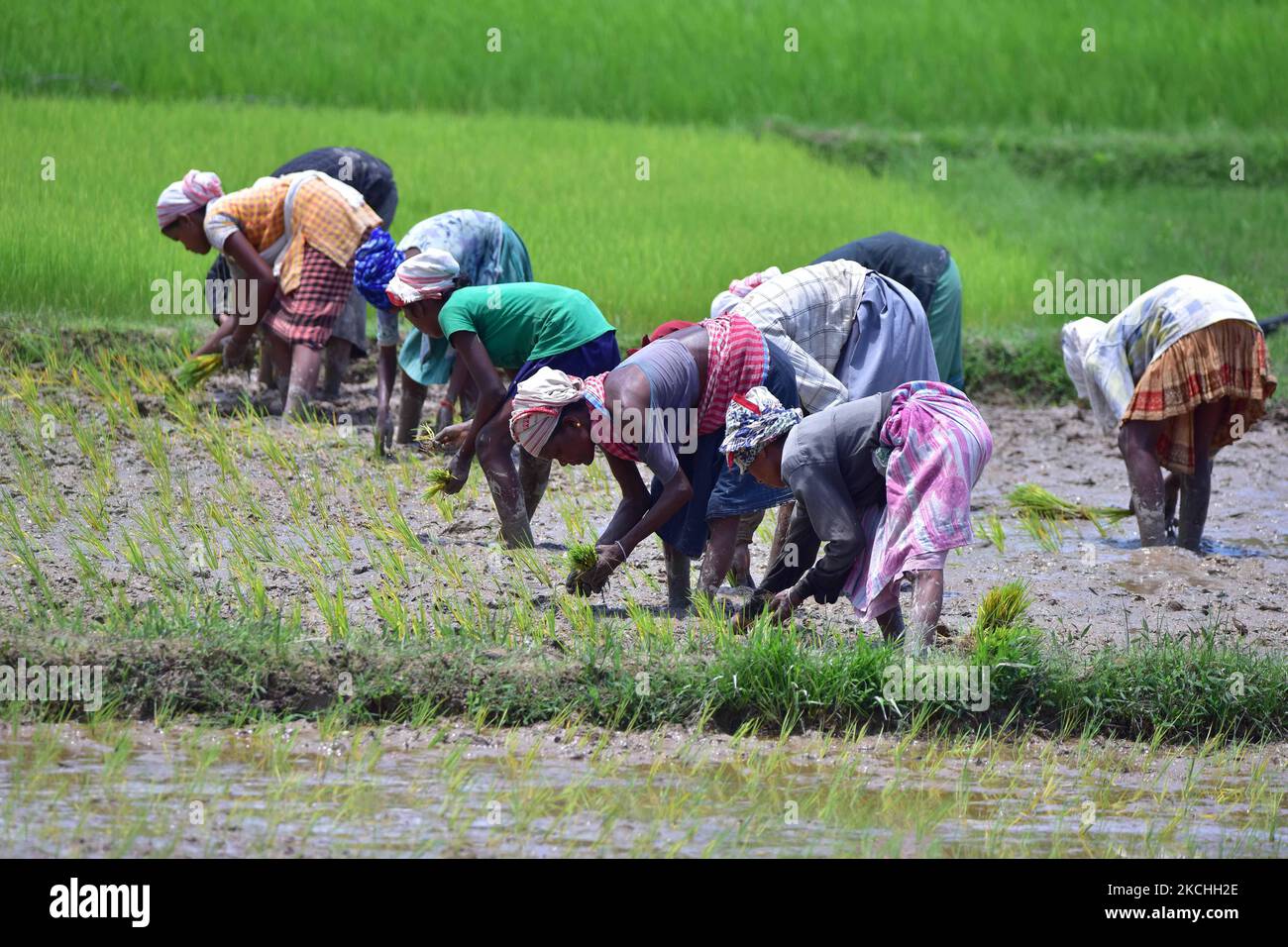 India assam field rice hi-res stock photography and images - Alamy