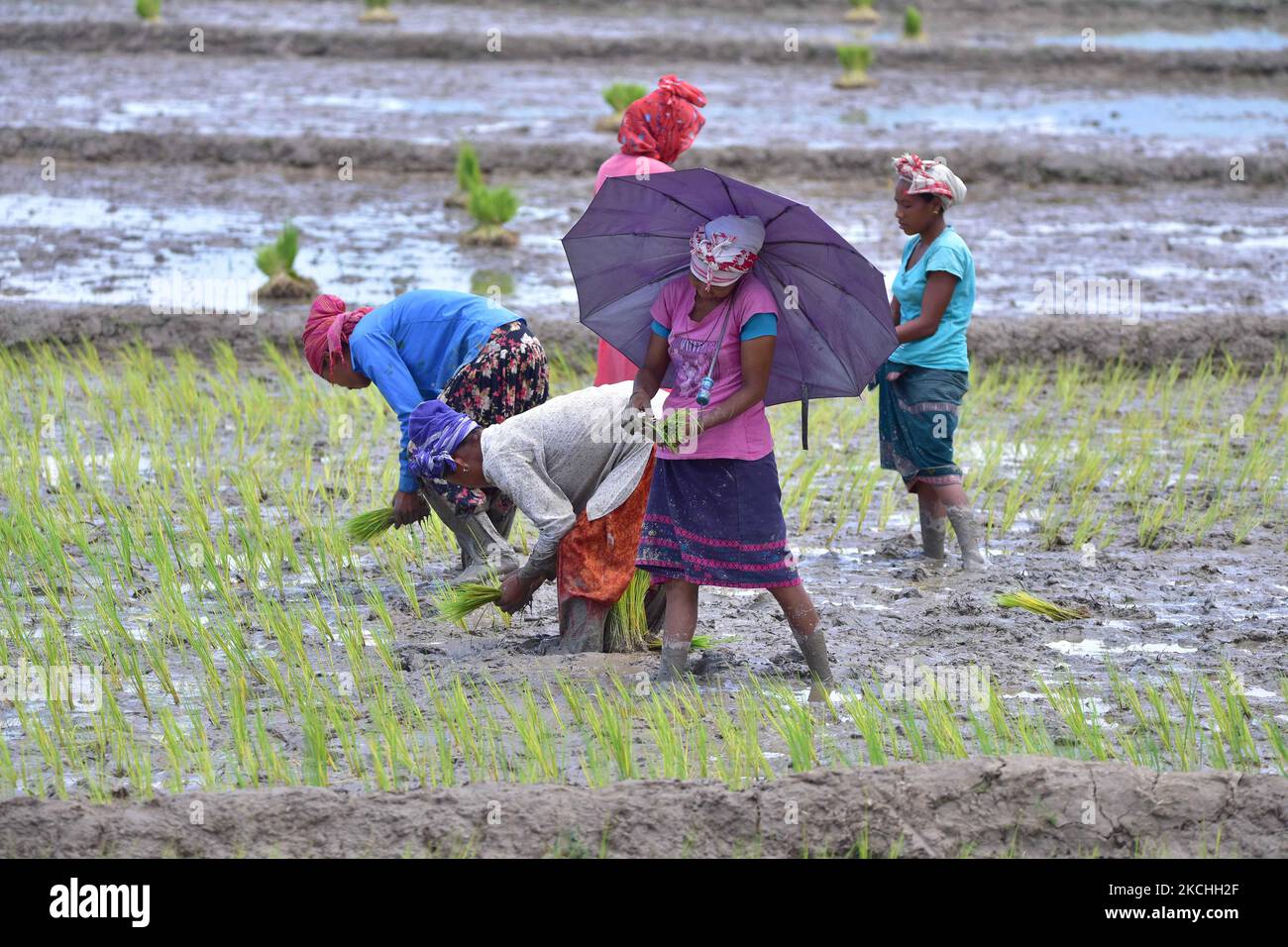 Women plant rice saplings at a paddy field in Nagaon district of Assam ...