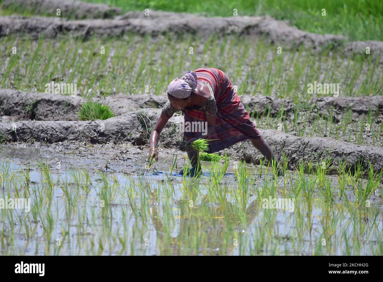 Women plant rice saplings at a paddy field in Nagaon district of Assam ...