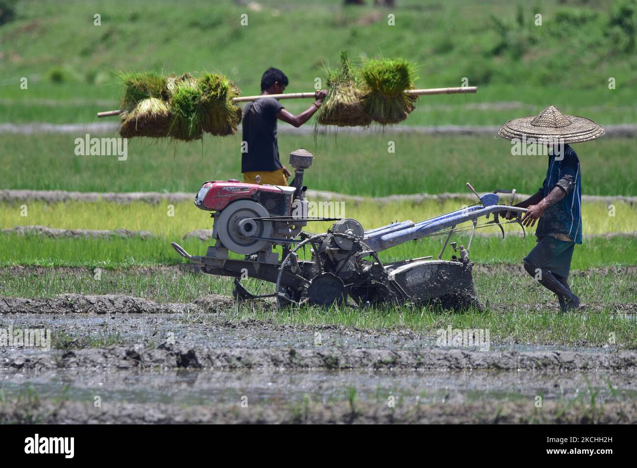 A farmer ploughs a field for paddy plantation at a village in Nagaon ...