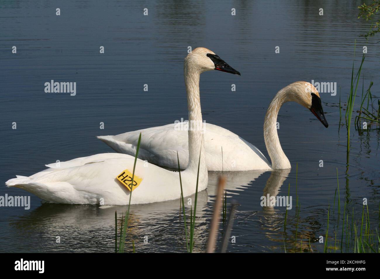 A pair of Trumpeter Swans in Uxbridge, Ontario, Canada. The trumpeter ...
