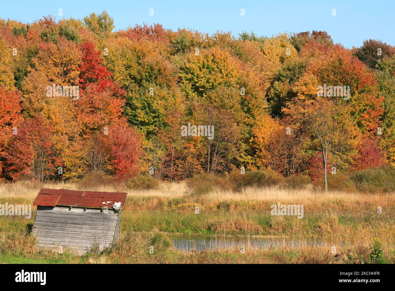 Trees changing colours on the farm during the autumn season in Guelph ...