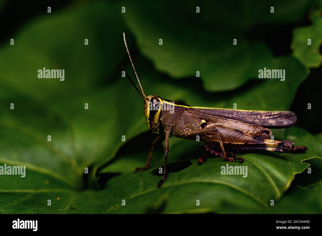 A Short-horned grasshopper (family Acrididae), are herbivorous and ...