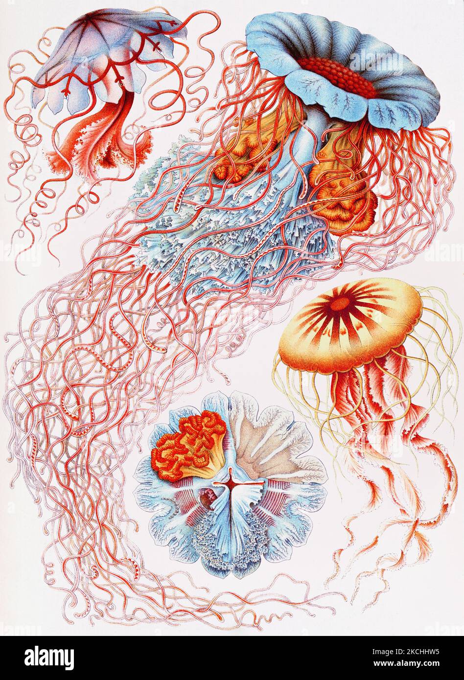Discomedusae by ernst haeckel hi-res stock photography and images - Alamy