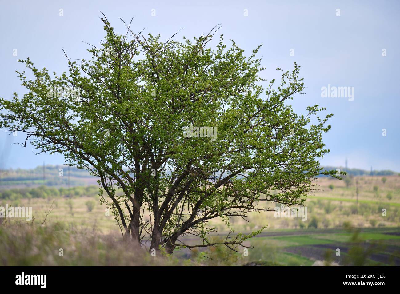 Rural summer landscape with one green tree or bush growing in grassy ...