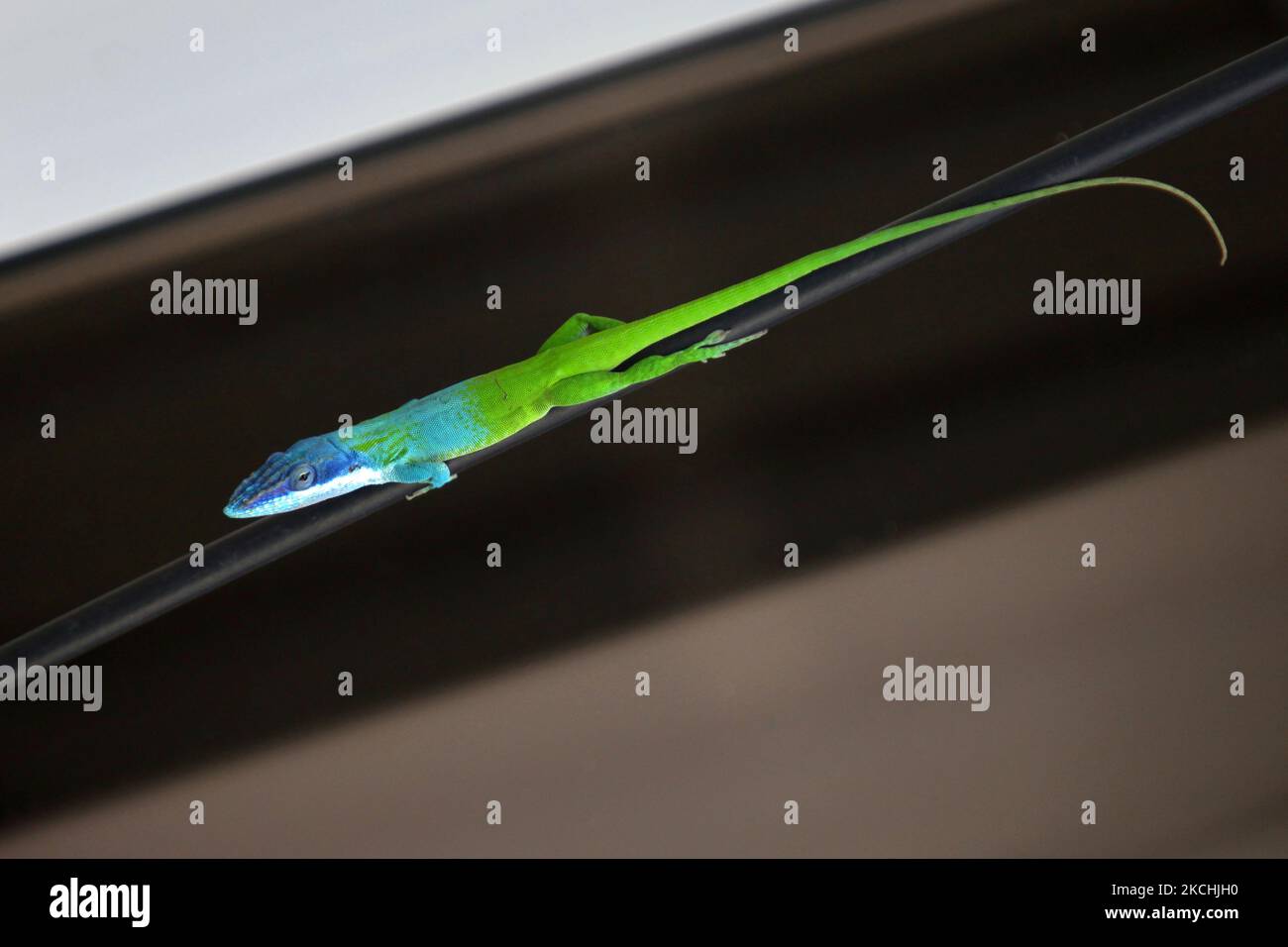 Blue headed anole anolis allisoni hi-res stock photography and images ...