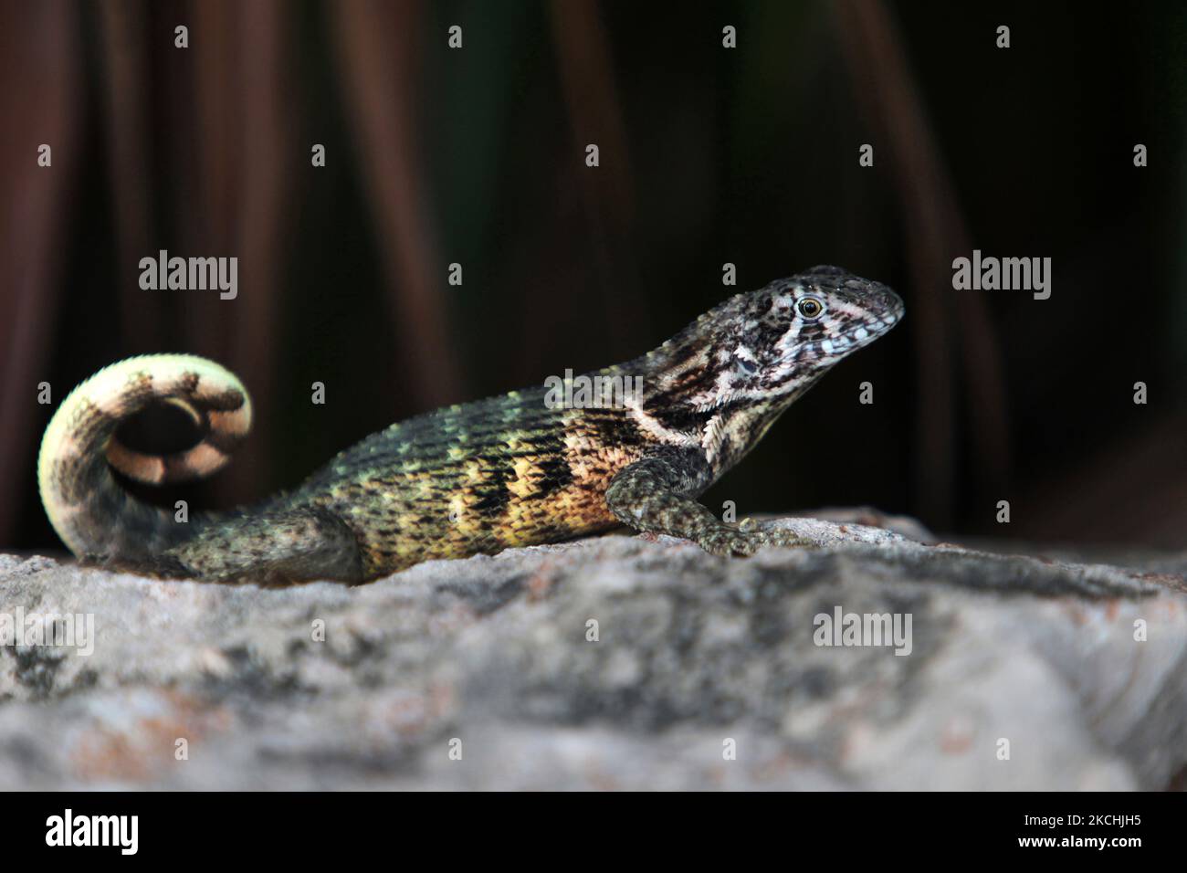 Northern curly-tailed lizard (Leiocephalus carinatus) on a rock in ...