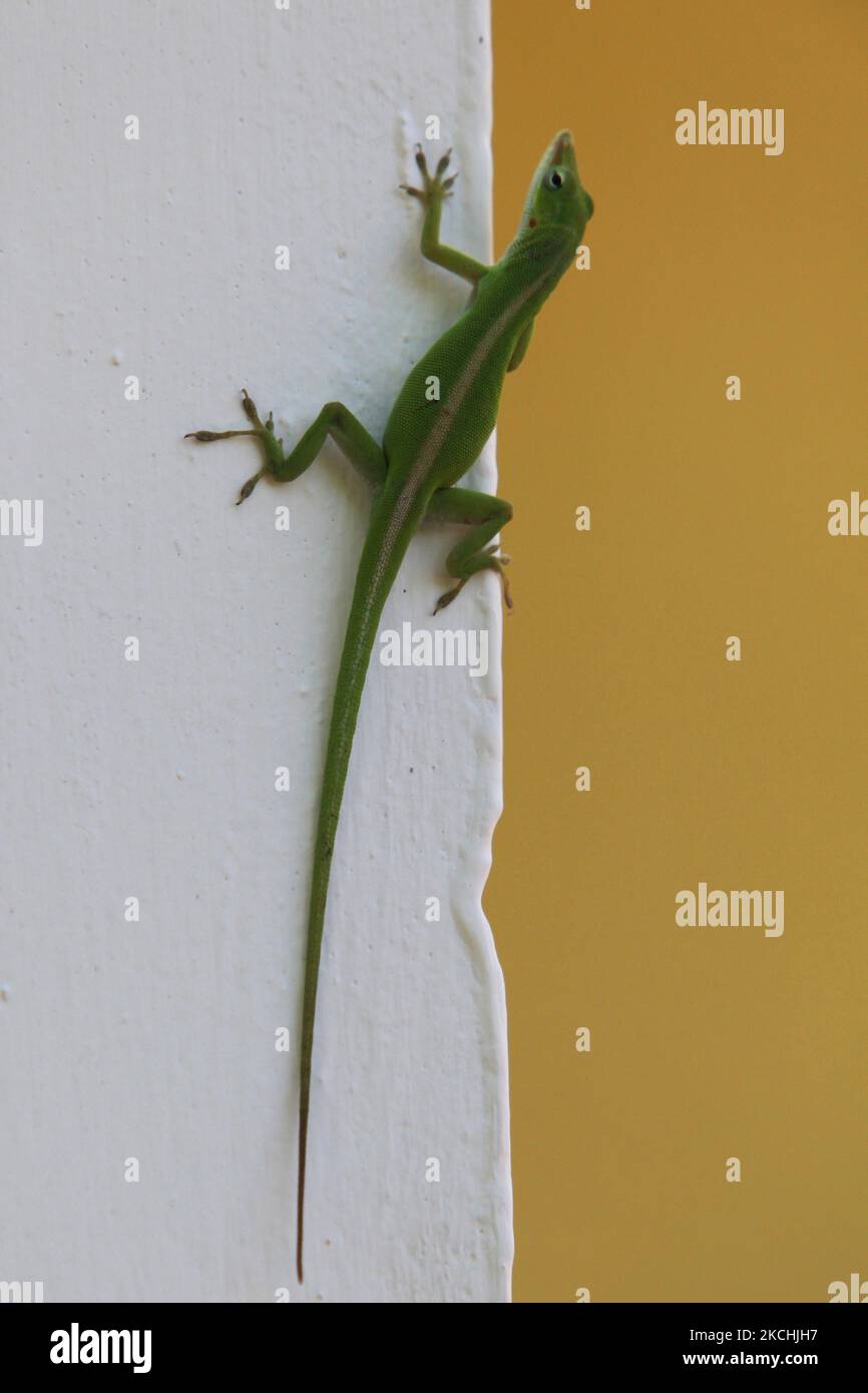 Cuban Green Anole Lizard Along The Coast: Bright Green Cuban Anole